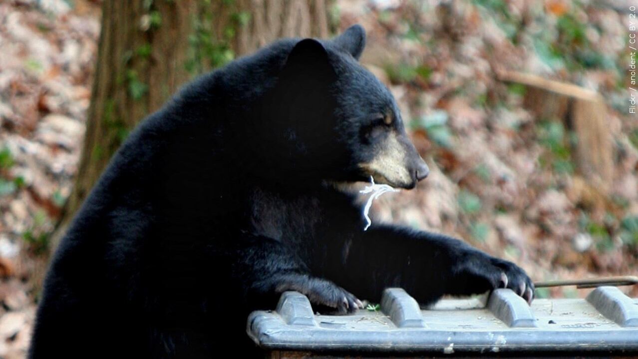 Gov. Polis signs law cracking down on people who feed bears in Colorado