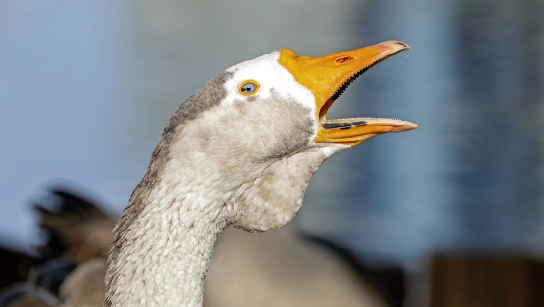 Studies show human presence alters bird movement patterns