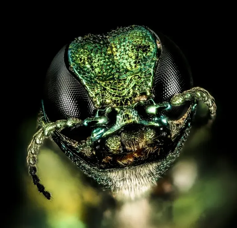 The invasive insect threatening ash trees across the Midwest – and how ...
