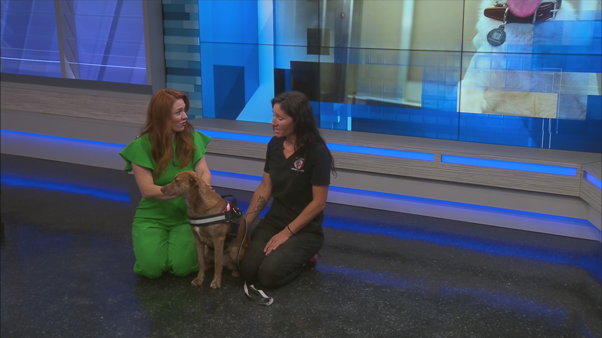 News 13 pet adoption option: Tigger