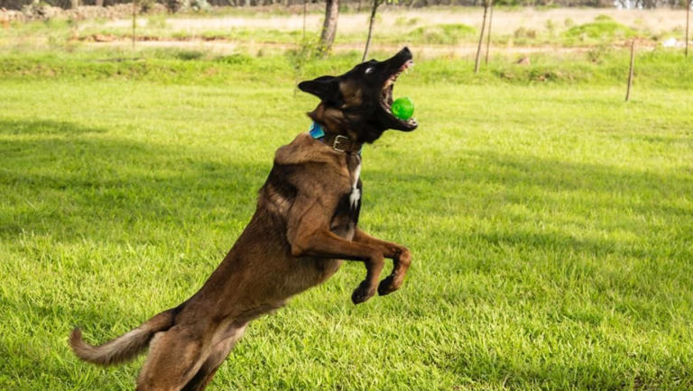 Los 5 mejores juguetes para perros destructores: ideales para razas ...