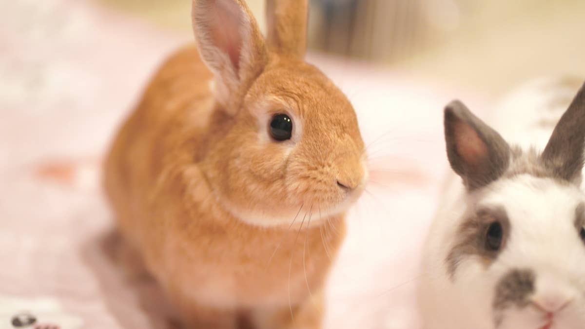 Woman went to an adoption center and left with two rare sweethearts