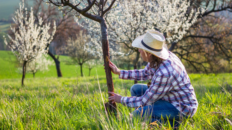 What to do if you see large, bump-like mushrooms growing on your trees