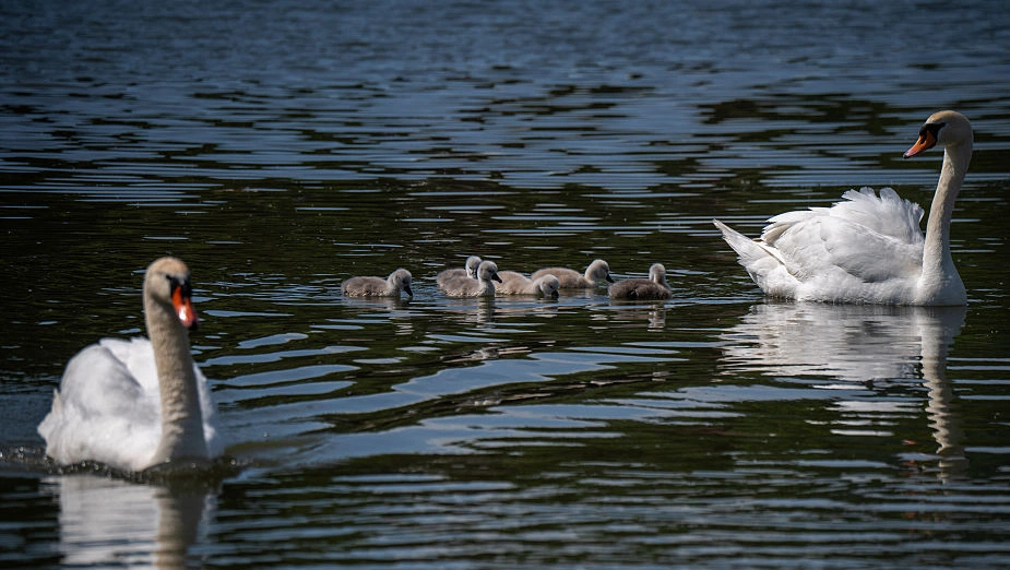 Officials warn of arrests over Hampstead Heath pond parties