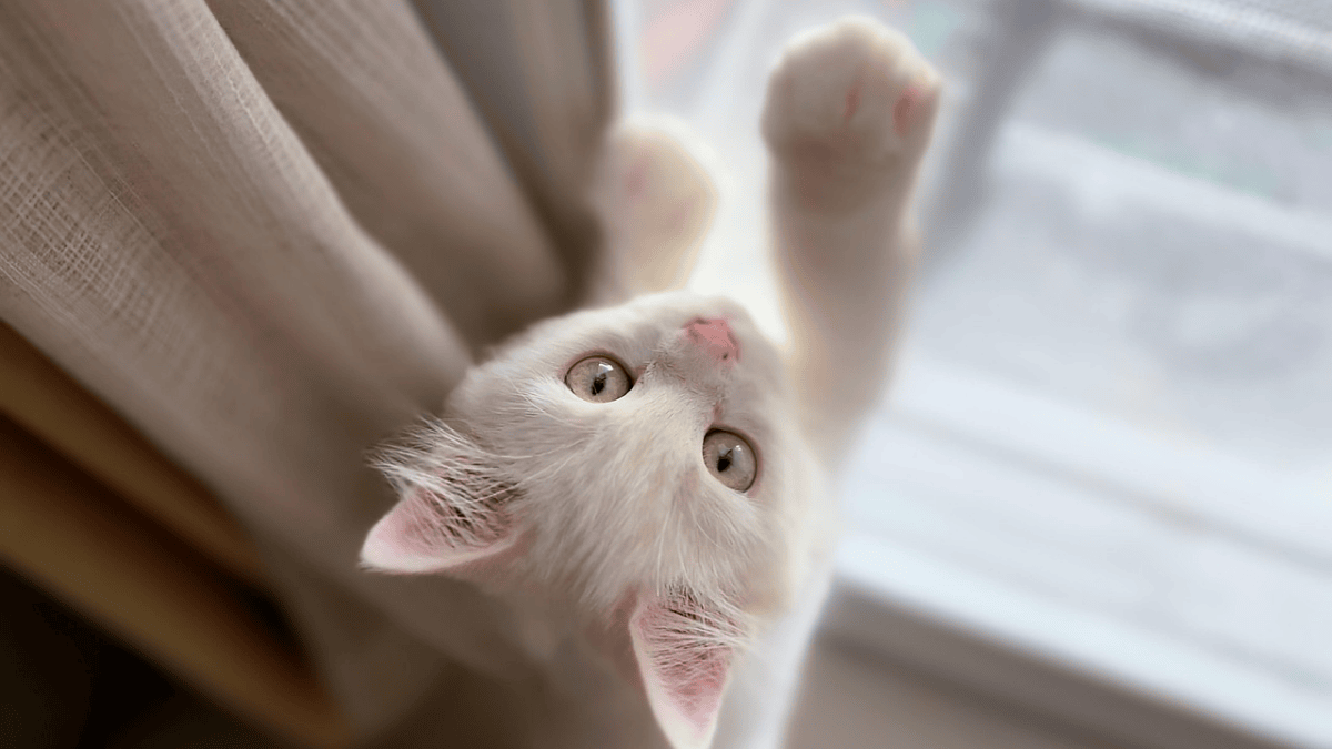 The secret language of cats: 9 gestures that mean love and gratitude