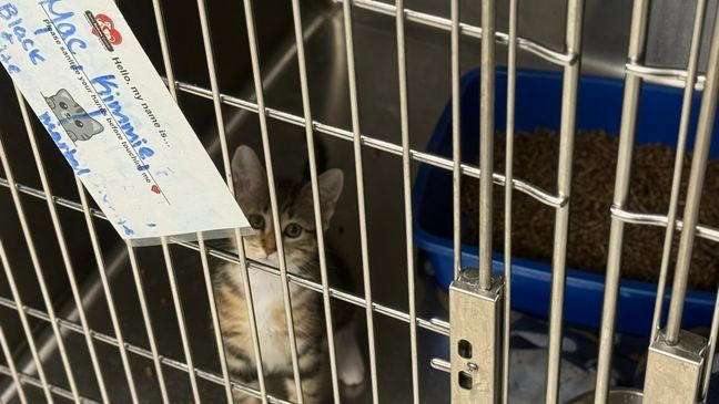 Butte Humane Society's Caddies & Canines golf tournament supports ...