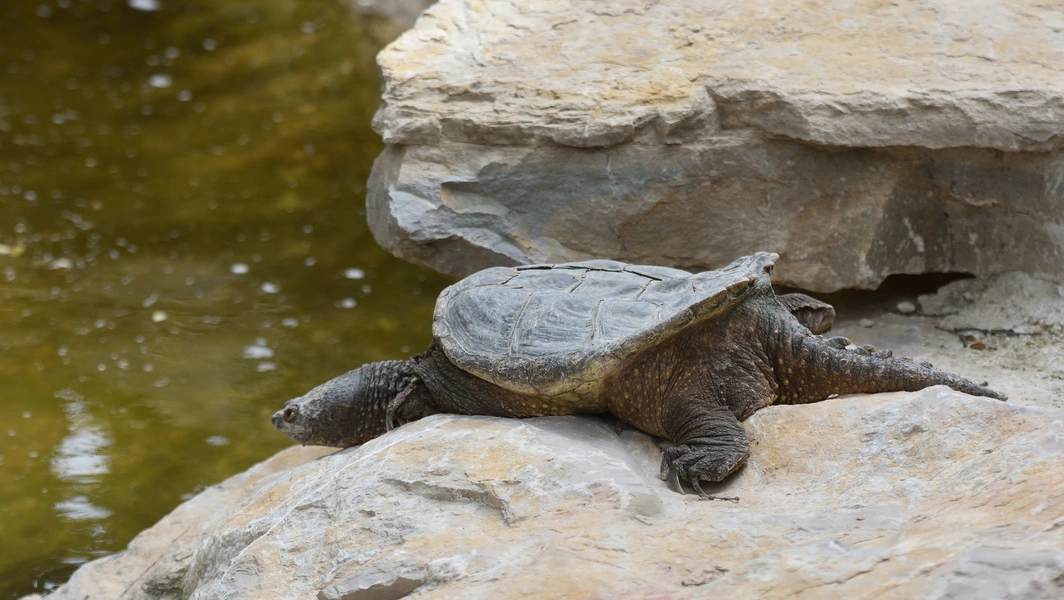 Experts issue new snapping turtle safety guidelines