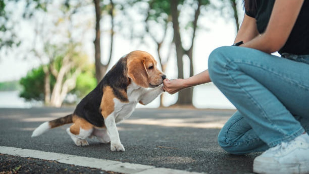 Why your dog gives you his paw without you asking: The meaning ...