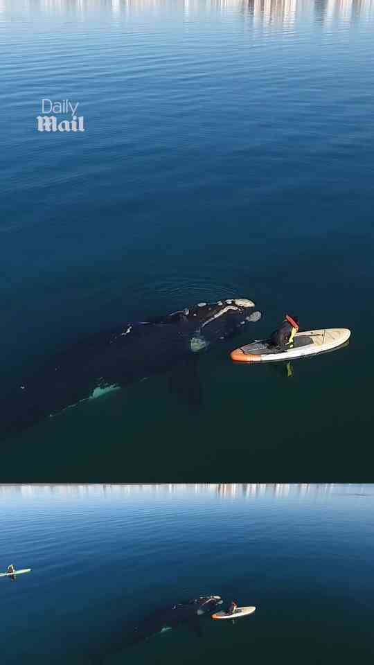 Curious whale swims alongside unsuspecting paddleboarder