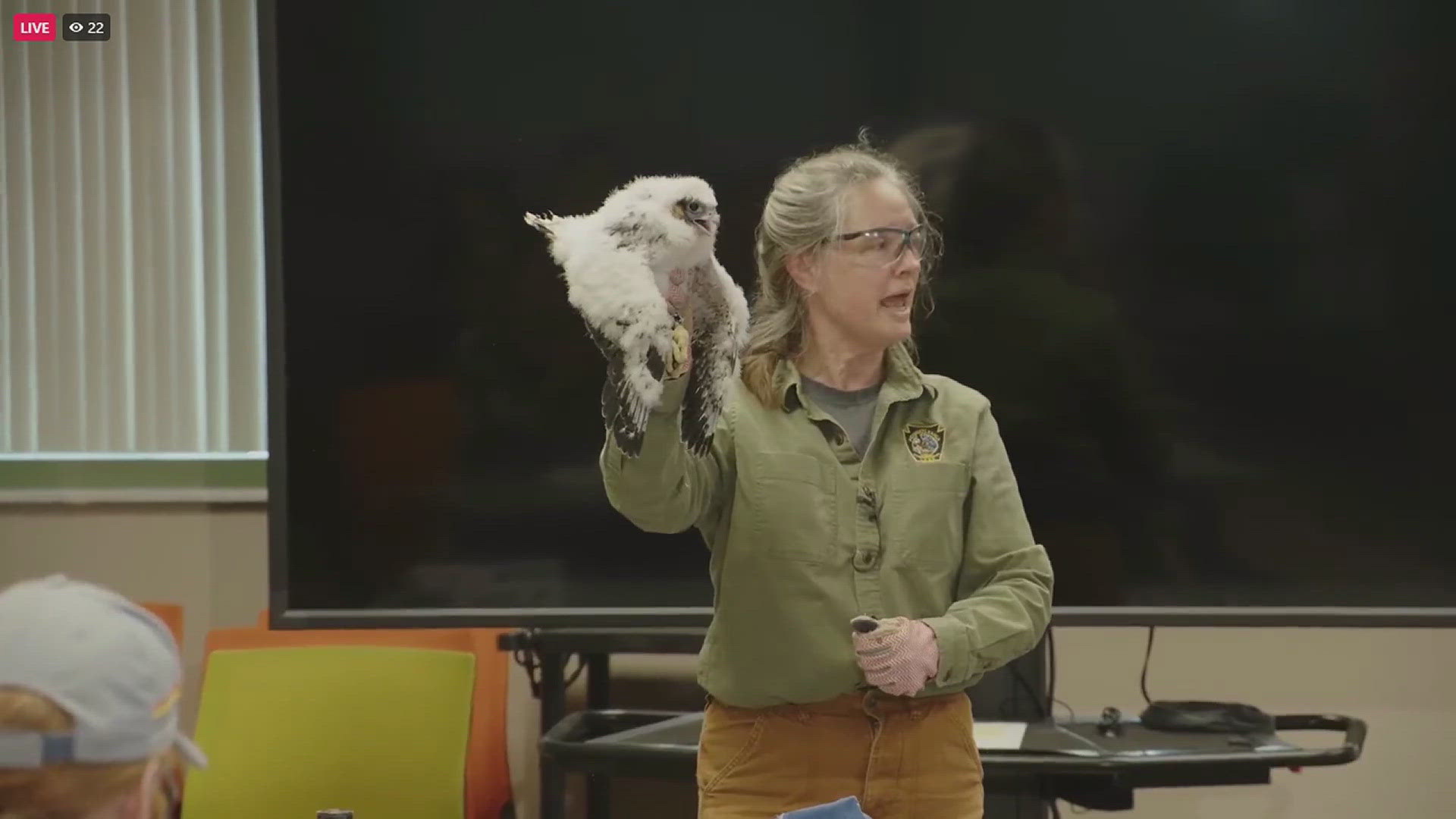 Pa. Game Commission bands peregrine falcon nestlings