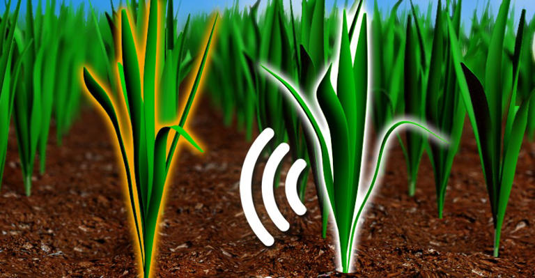 Plants 'spy' on their neighbors by sniffing out growth spurts
