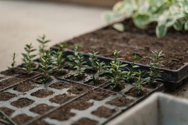 Plants 'spy' on their neighbors by sniffing out growth spurts