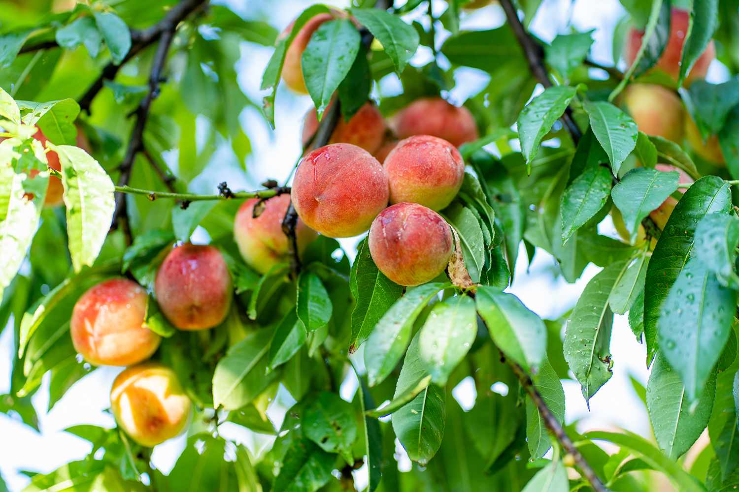 Weather conditions in 2 states may make your peaches more expensive ...