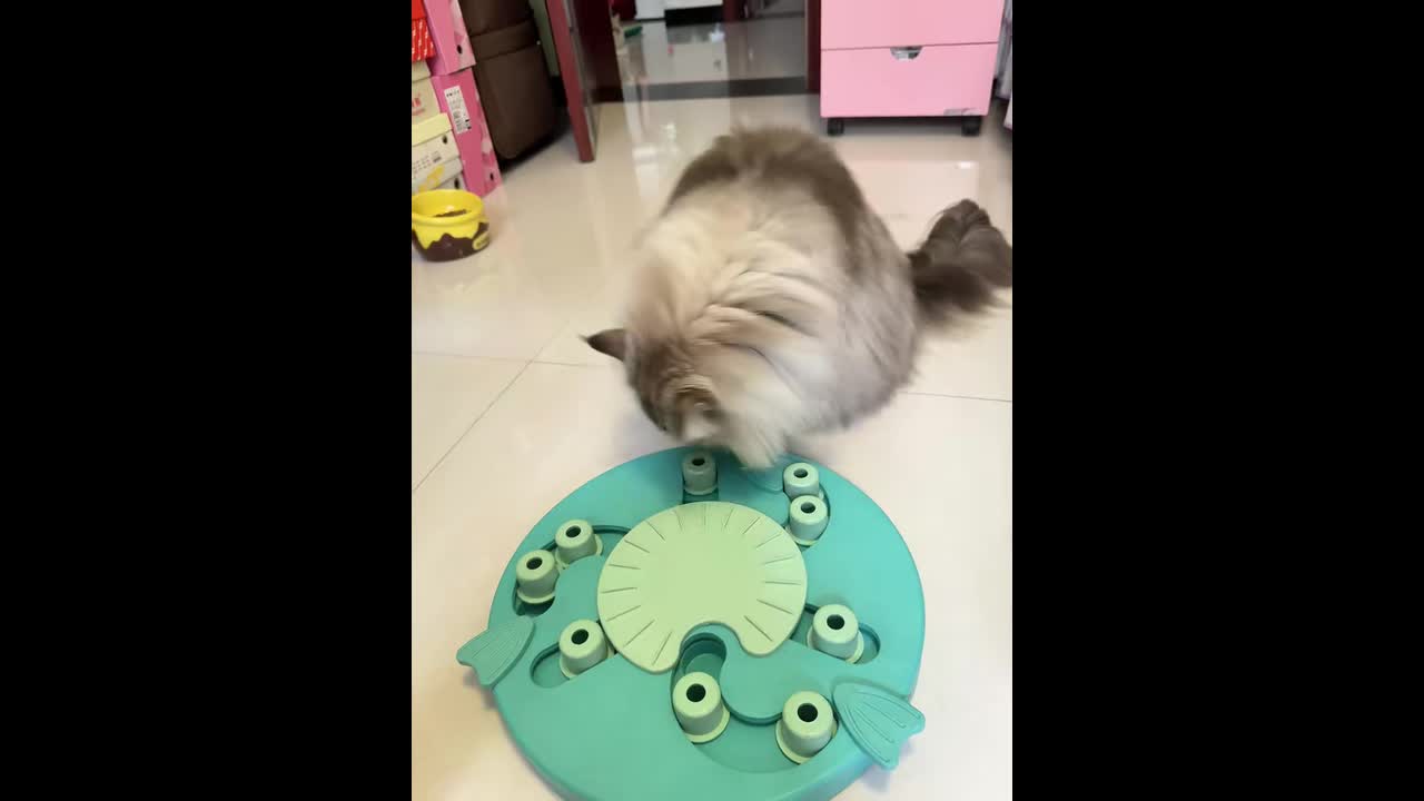 Cat solves puzzle toy to find hidden treat in Hebei, China