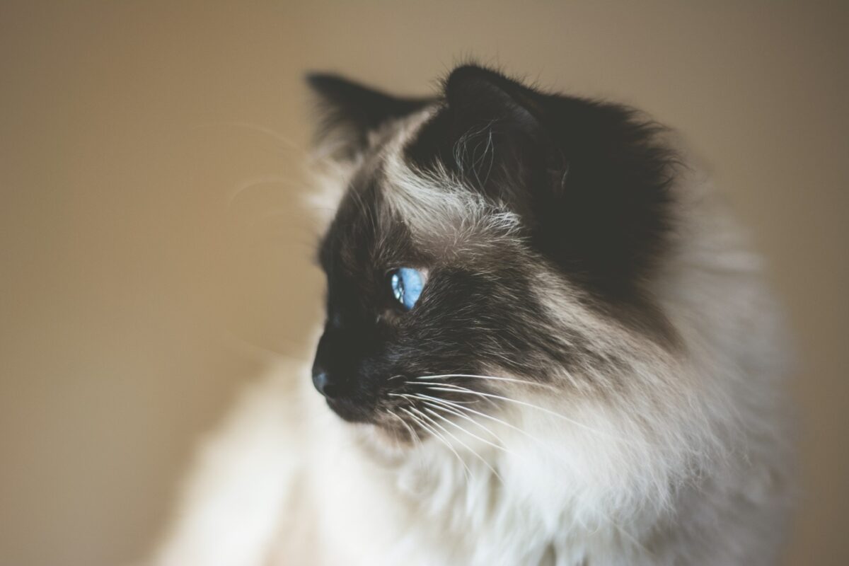 When your cat stares at the wall, here’s what’s actually going on