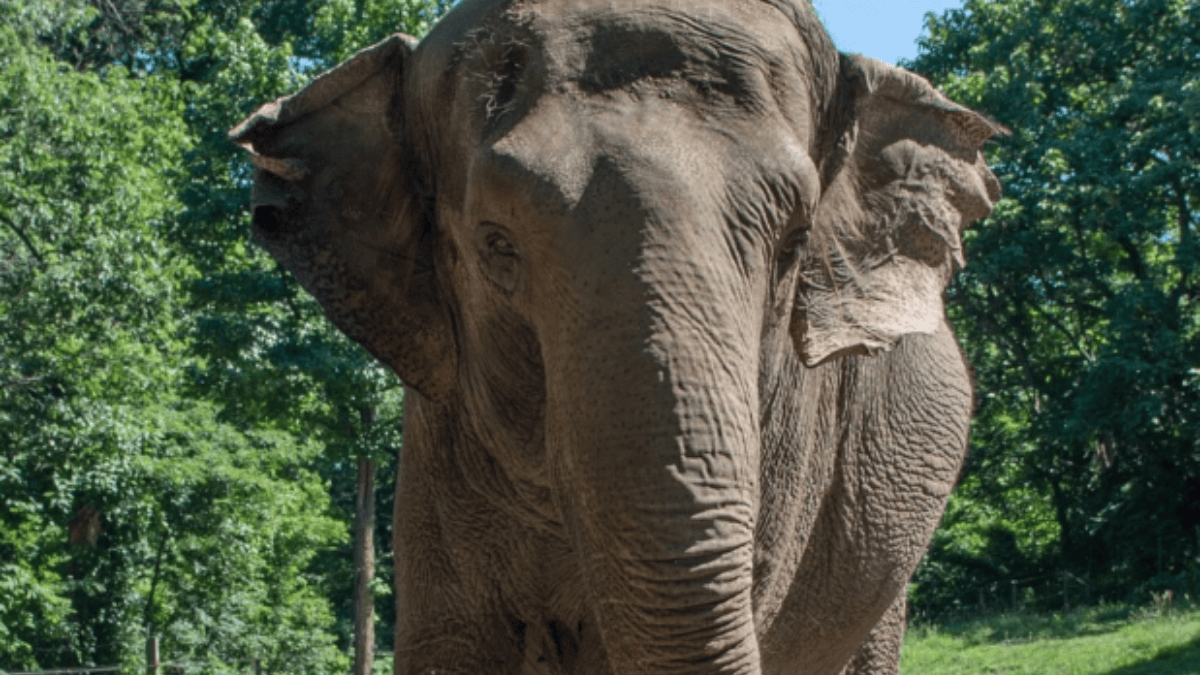 Bronx Zoos beloved elephant Happy dies at 55 after decades in the spotlight