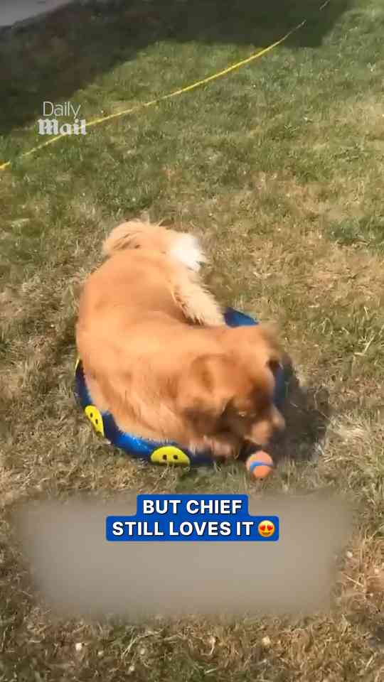 Golden retriever overjoyed with tiny kiddie pool