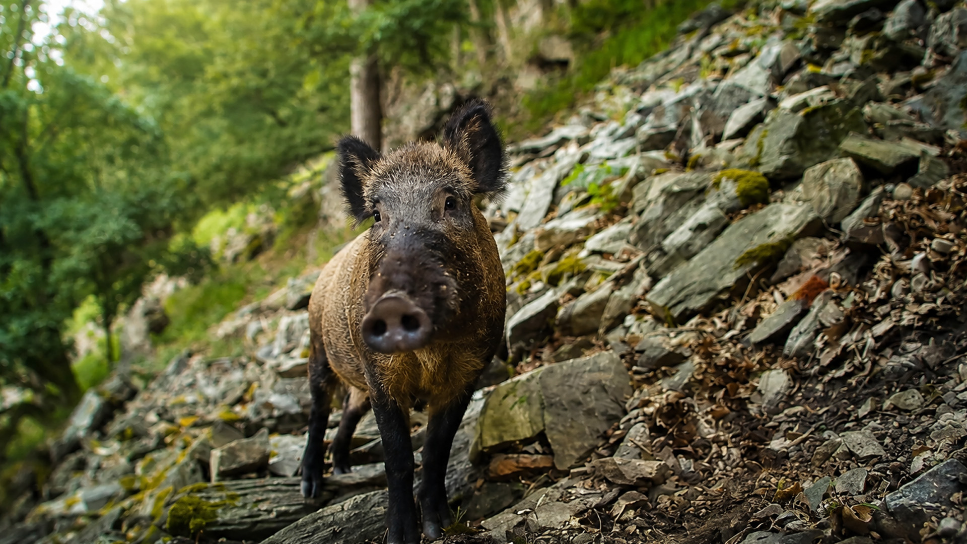 A wild boar emerged from the woods and stopped near the lens