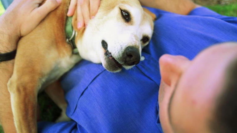 Día Mundial del Perro sin Raza: Mitos sobre los perros mestizos