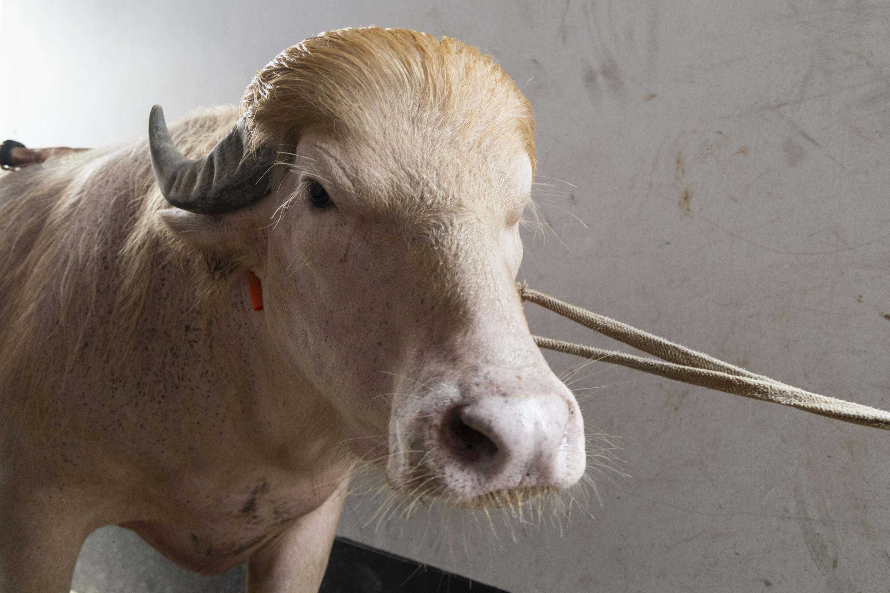 Zeldzame buffel "Donald Trump" gered van offerritueel