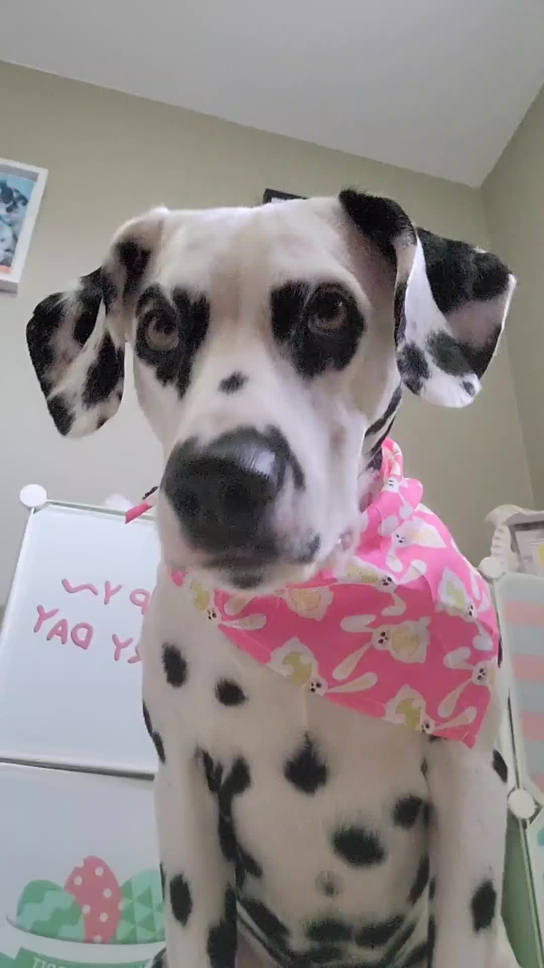 This dog’s heart eyes are pure cuteness overload
