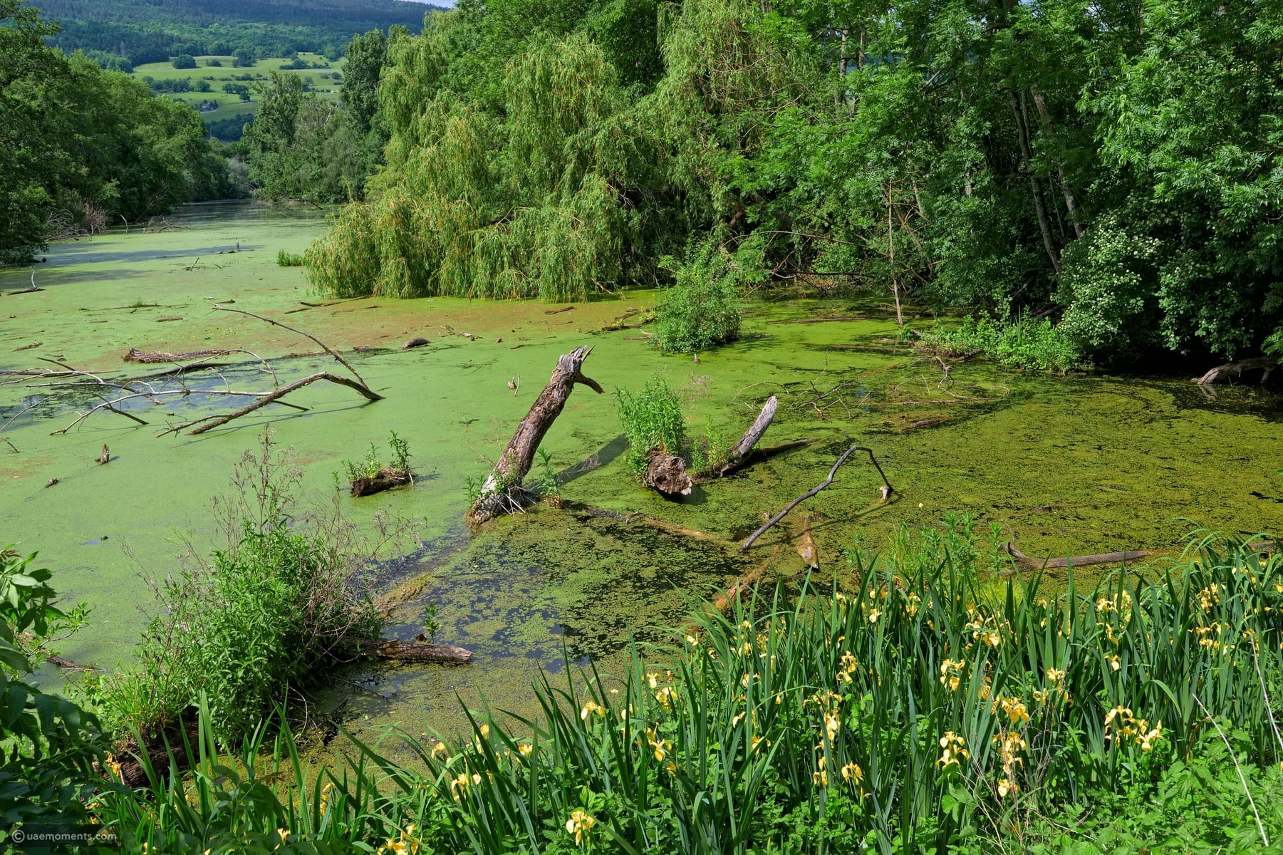 83-million-year-old crocodile lizard fossil found in France reshapes ...