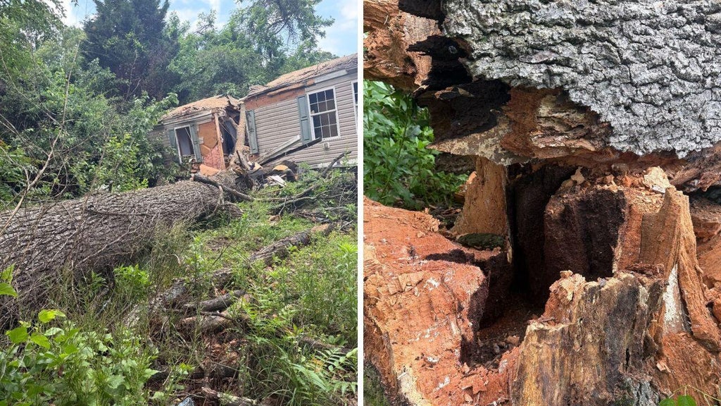 Tree falls through Anne Arundel County home after days of rain in Maryland