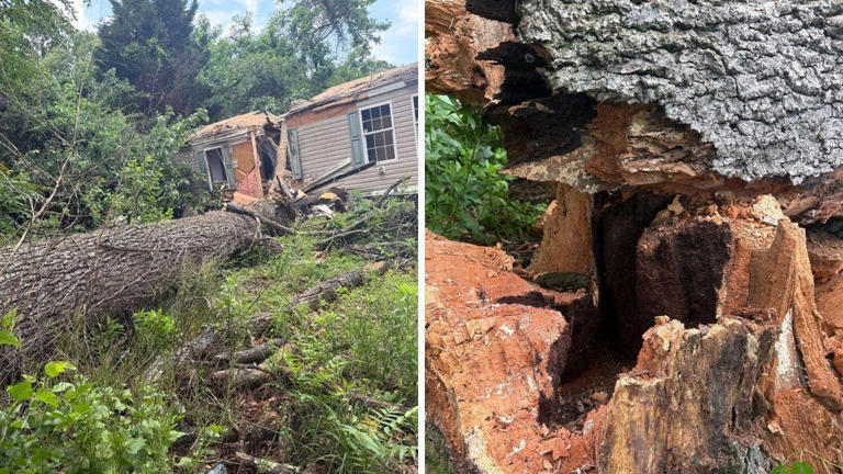 Tree falls through Anne Arundel County home after days of rain in Maryland
