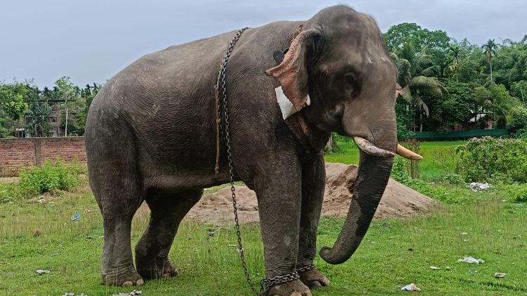 Mahout killed in elephant attack in Assam’s Dergaon; elephant had ...