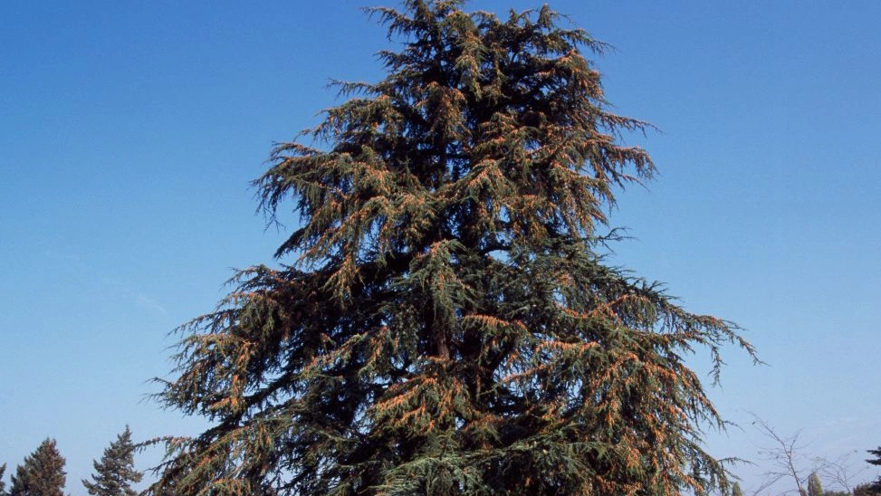 Cedar planter ideas to elevate your garden space