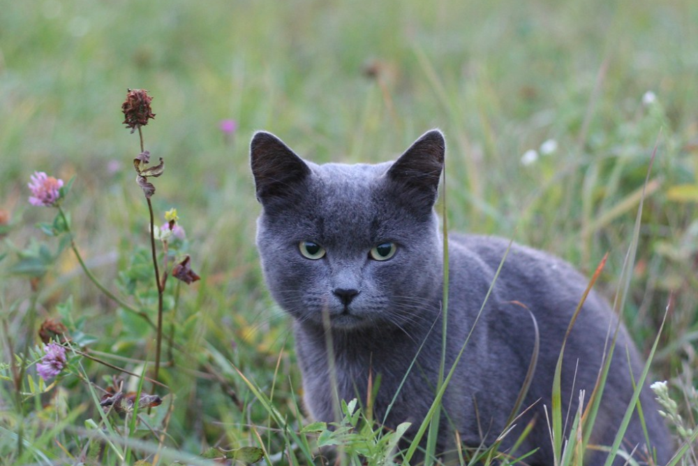 15 senses animals have that humans don't