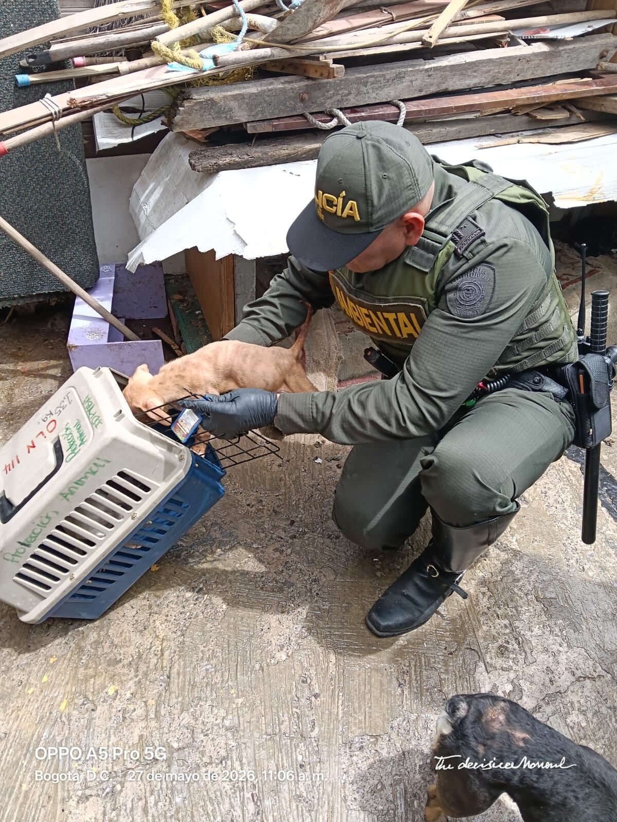 IDPYBA desmanteló criadero ilegal y rescató a 12 perros en mal estado