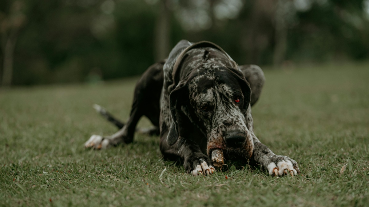 15 dog breeds that love cuddling more than playing
