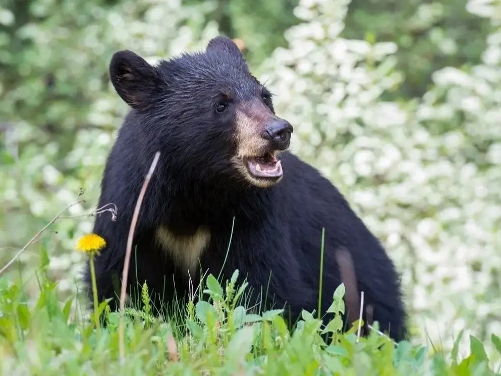 Young bear spotted in Towamencin