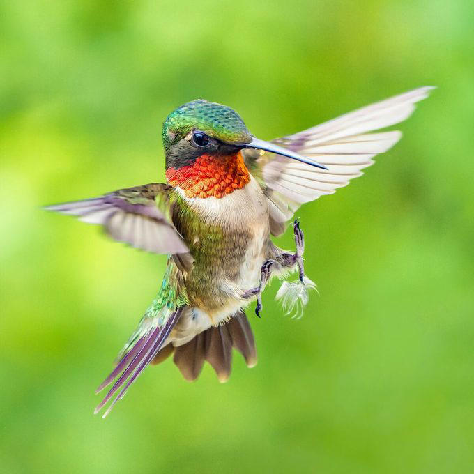 How to identify and attract a ruby-throated hummingbird