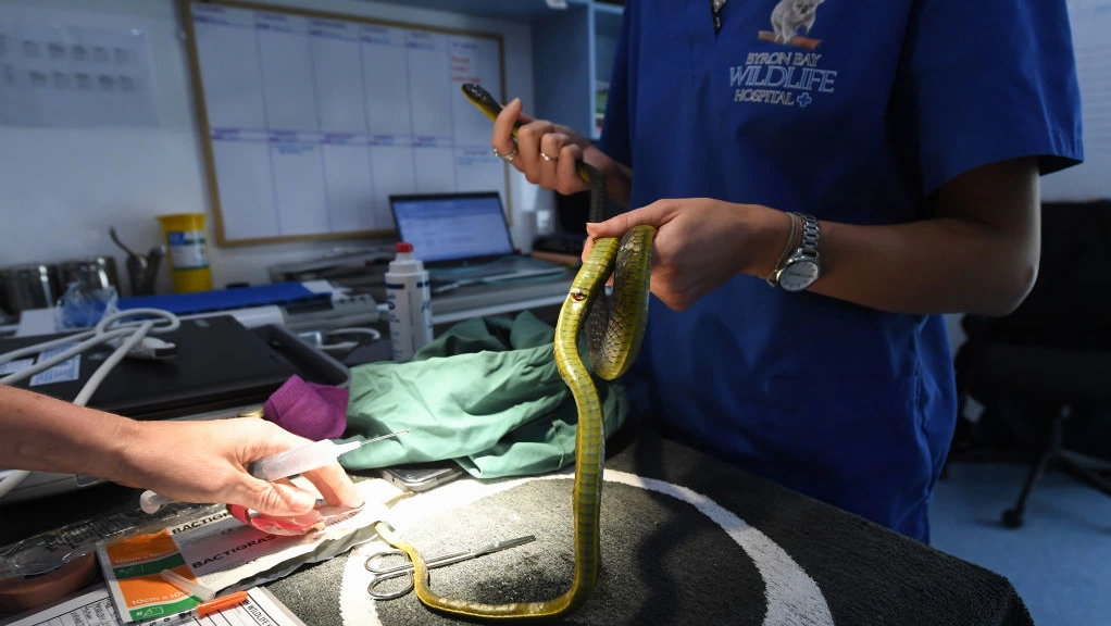 Fungal and parasitic diseases threaten southeastern US snakes