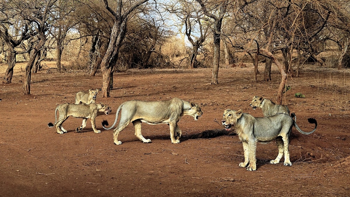 Gir lions under threat: Virus kills 7 in Gujarat, 17 in quarantine