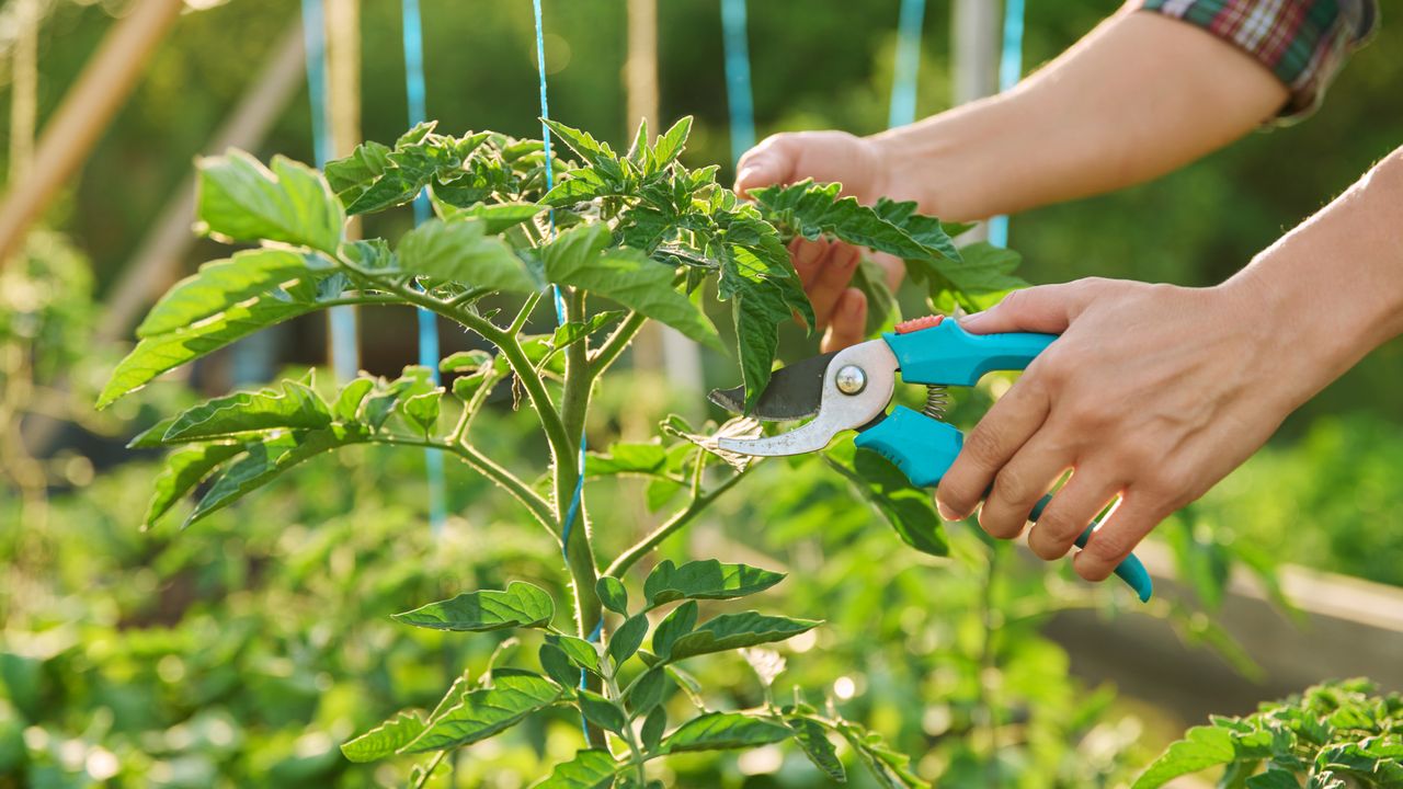 How to prune tomatoes in June to double your yield – and the 1 mistake ...
