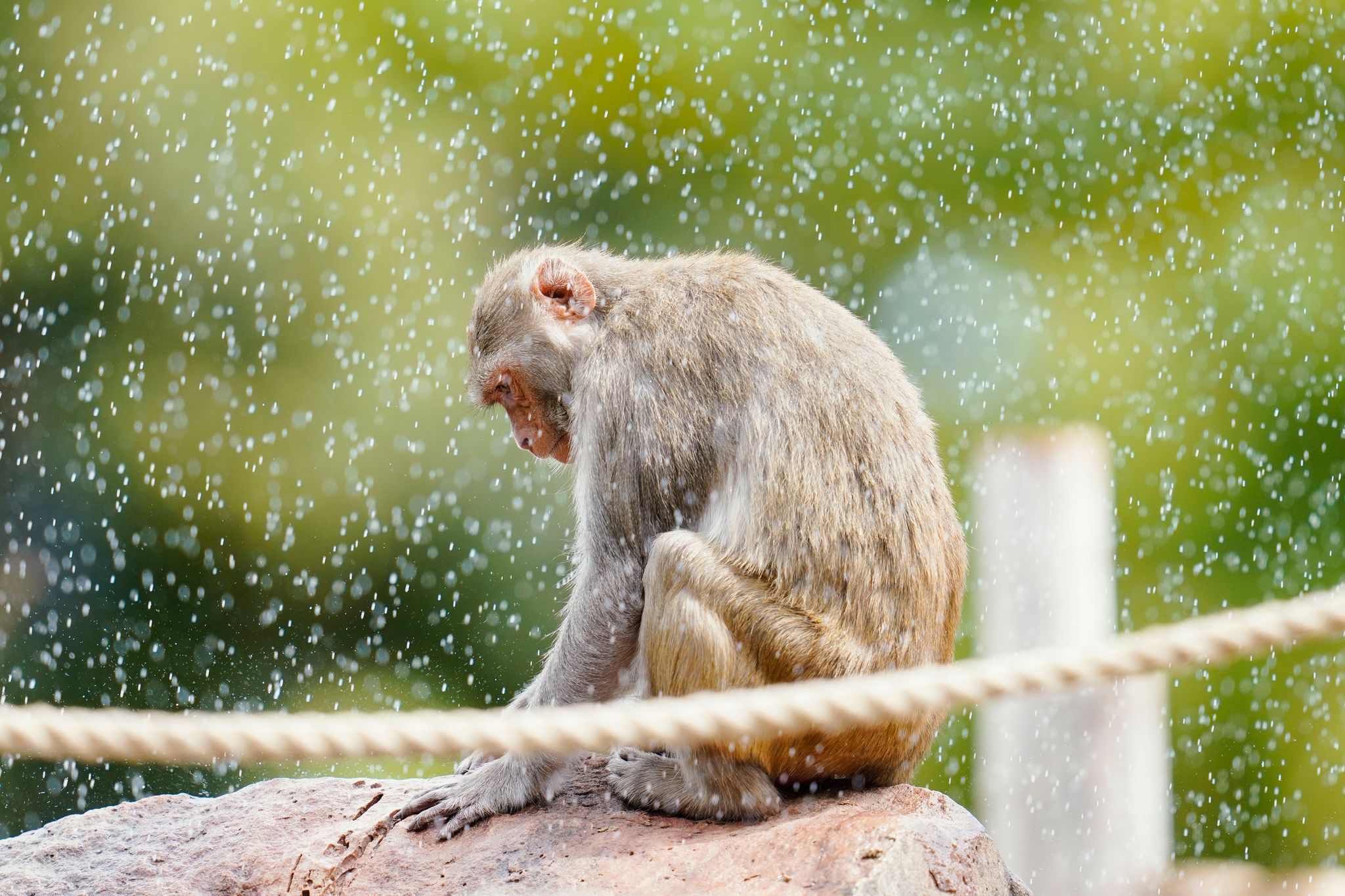 Three monkeys return after group of macaques escapes in Germany