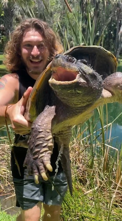 Giant snapping turtle!