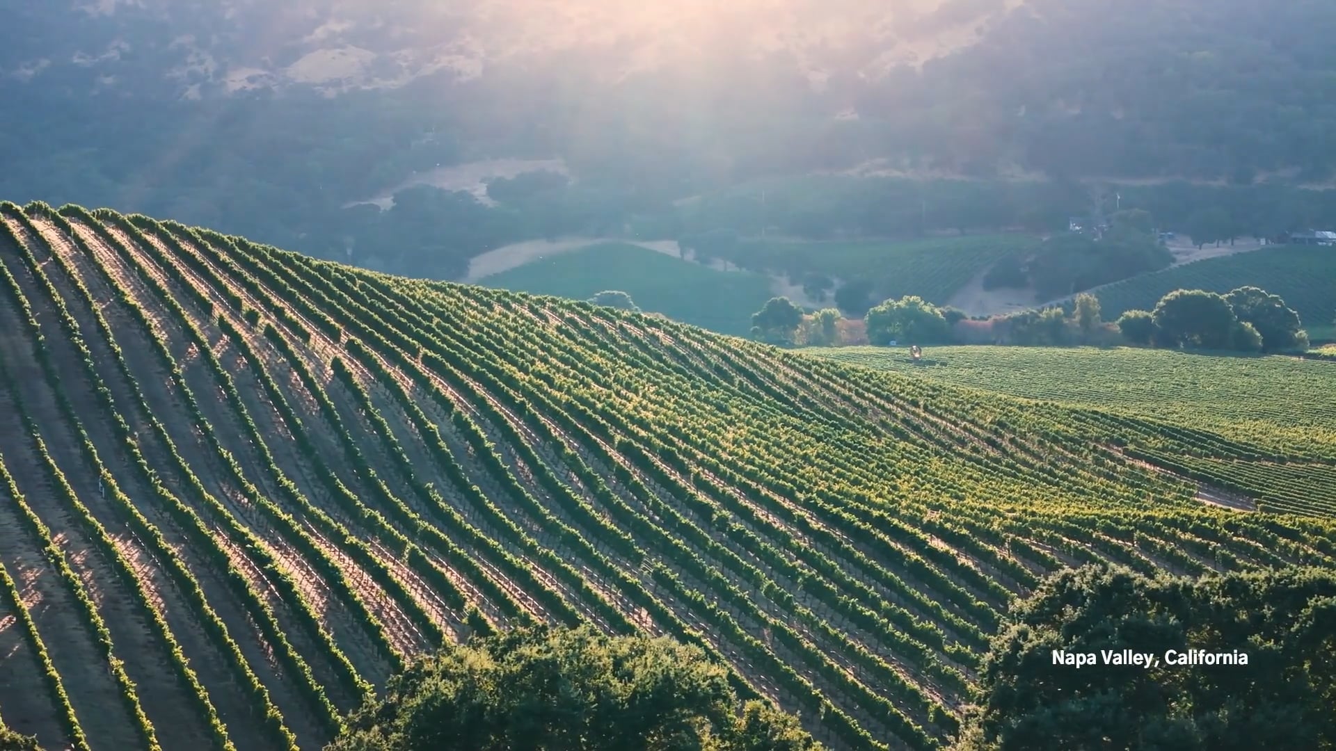 American vineyards: Drone flight from Napa to Willamette wineries ...