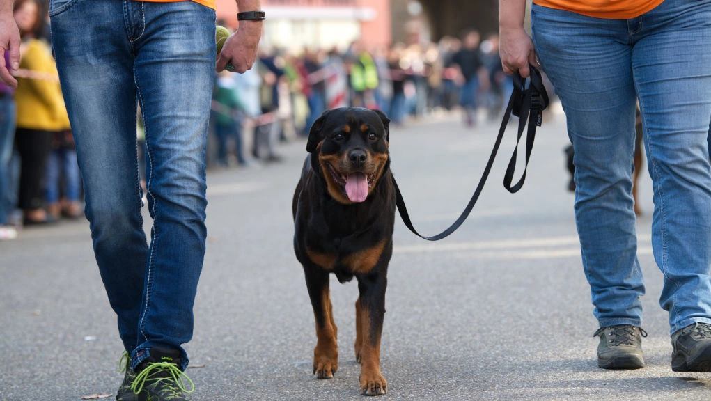Living with a confident Rottweiler at home