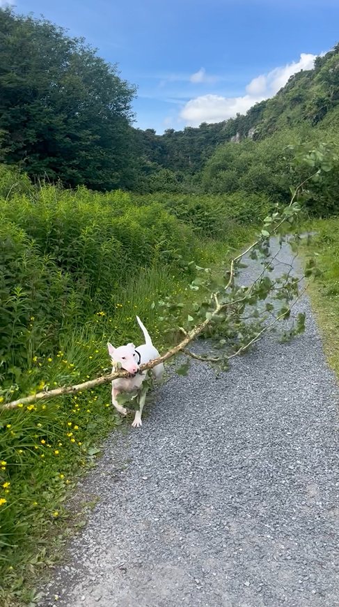 Woman gets chased by her dog on a family outing