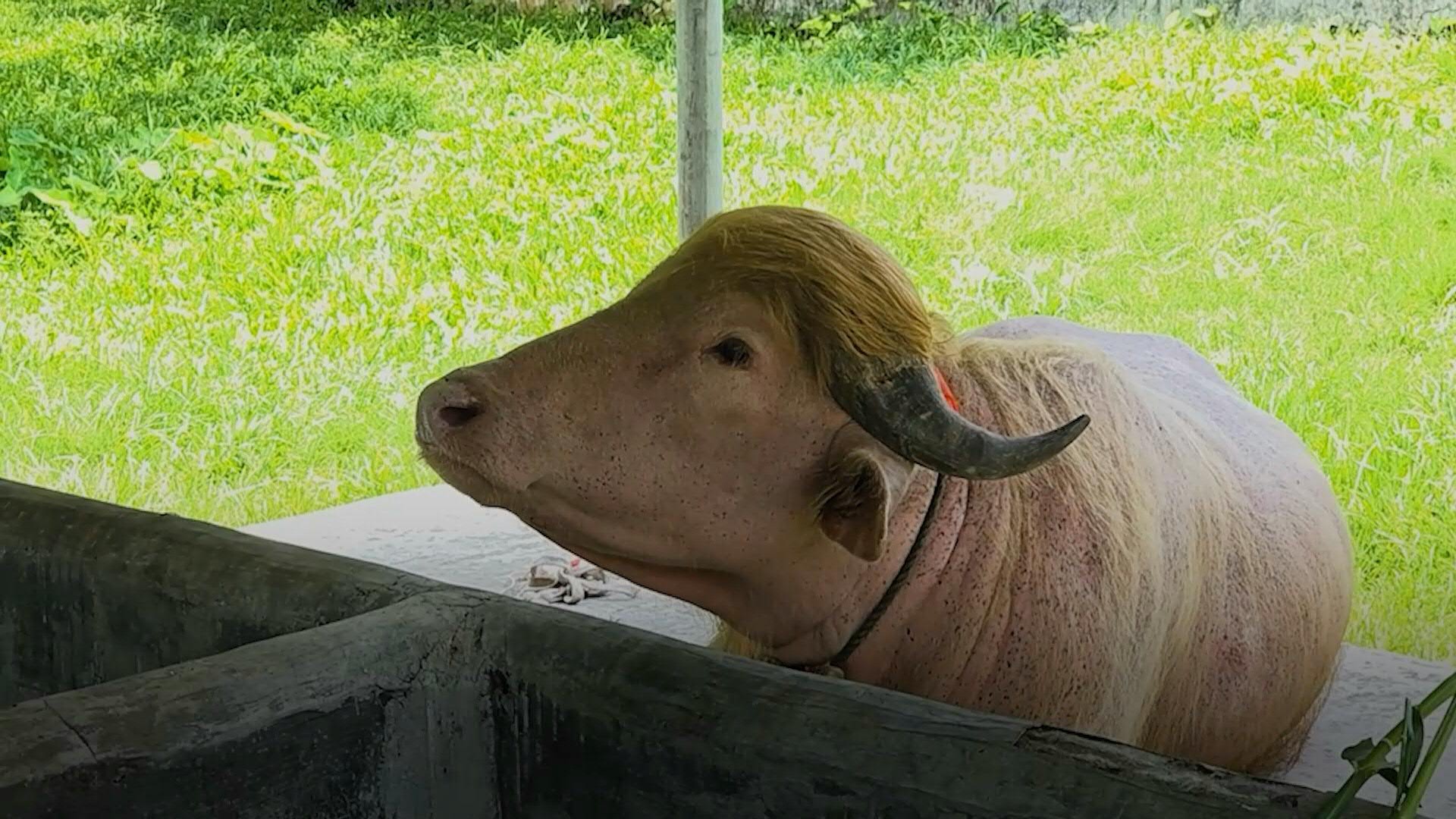 Viral 'Donald Trump' buffalo spared from sacrifice in Bangladesh