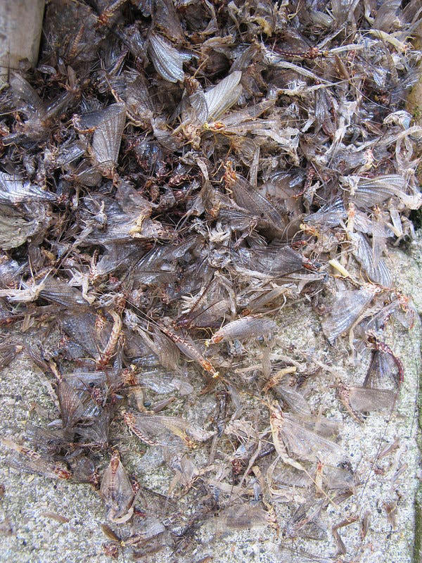 Michigan is home to creepy flying insects and they're about to swarm