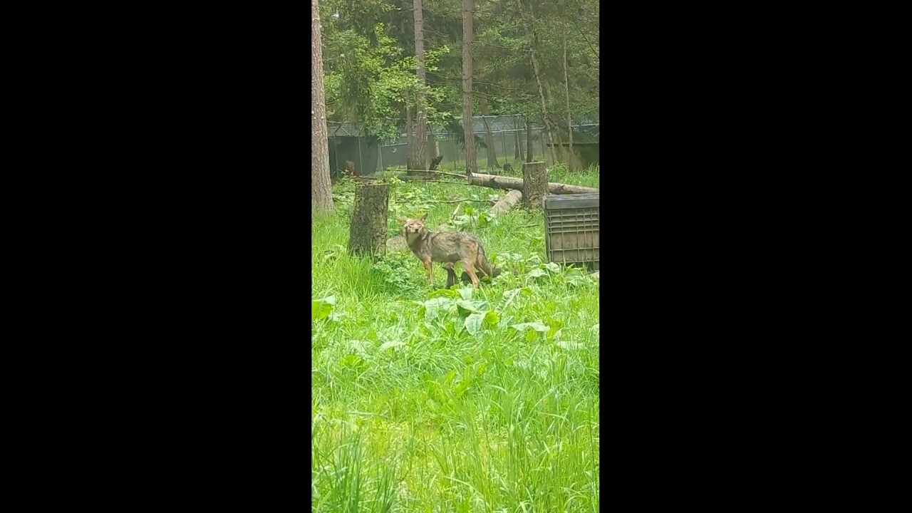 Endangered red wolf mom moves nine pups into den as rain rolls in at ...