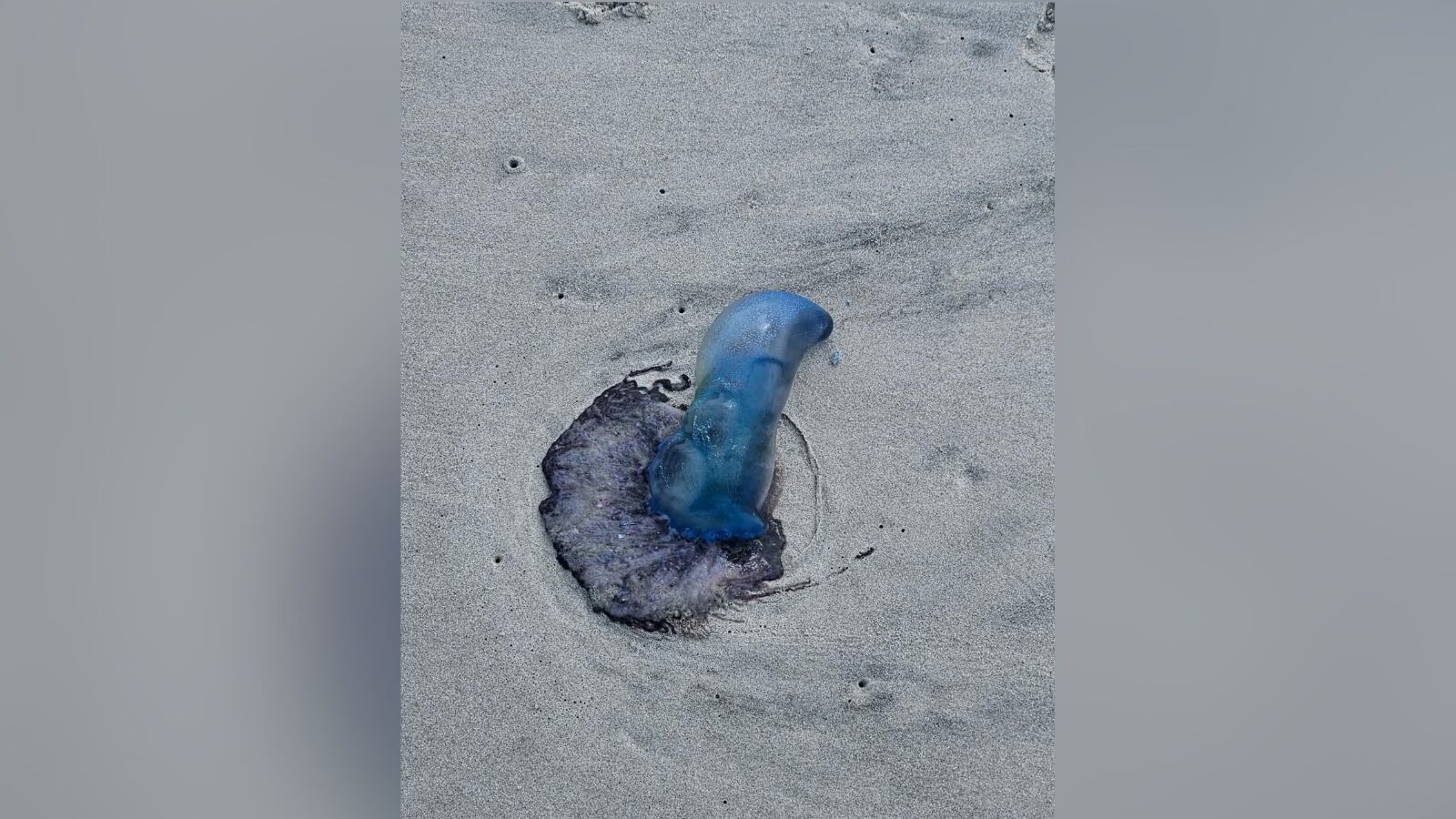Rangers warn of Portuguese man-of-war washing ashore along Grand Strand