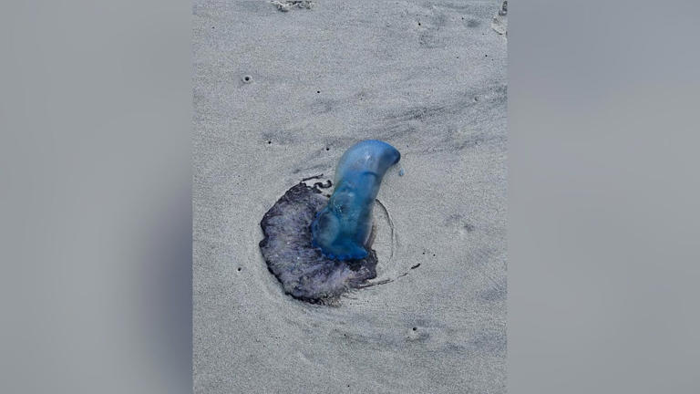 Rangers warn of Portuguese man-of-war washing ashore along Grand Strand