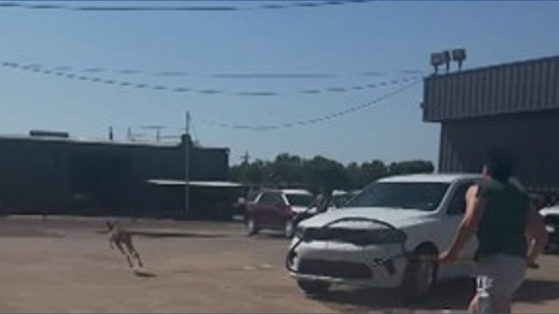 Waco police pursue kangaroo