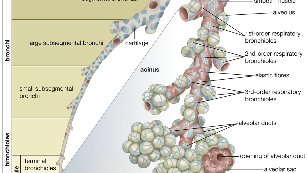 Breathing easier with bronchitis care tips